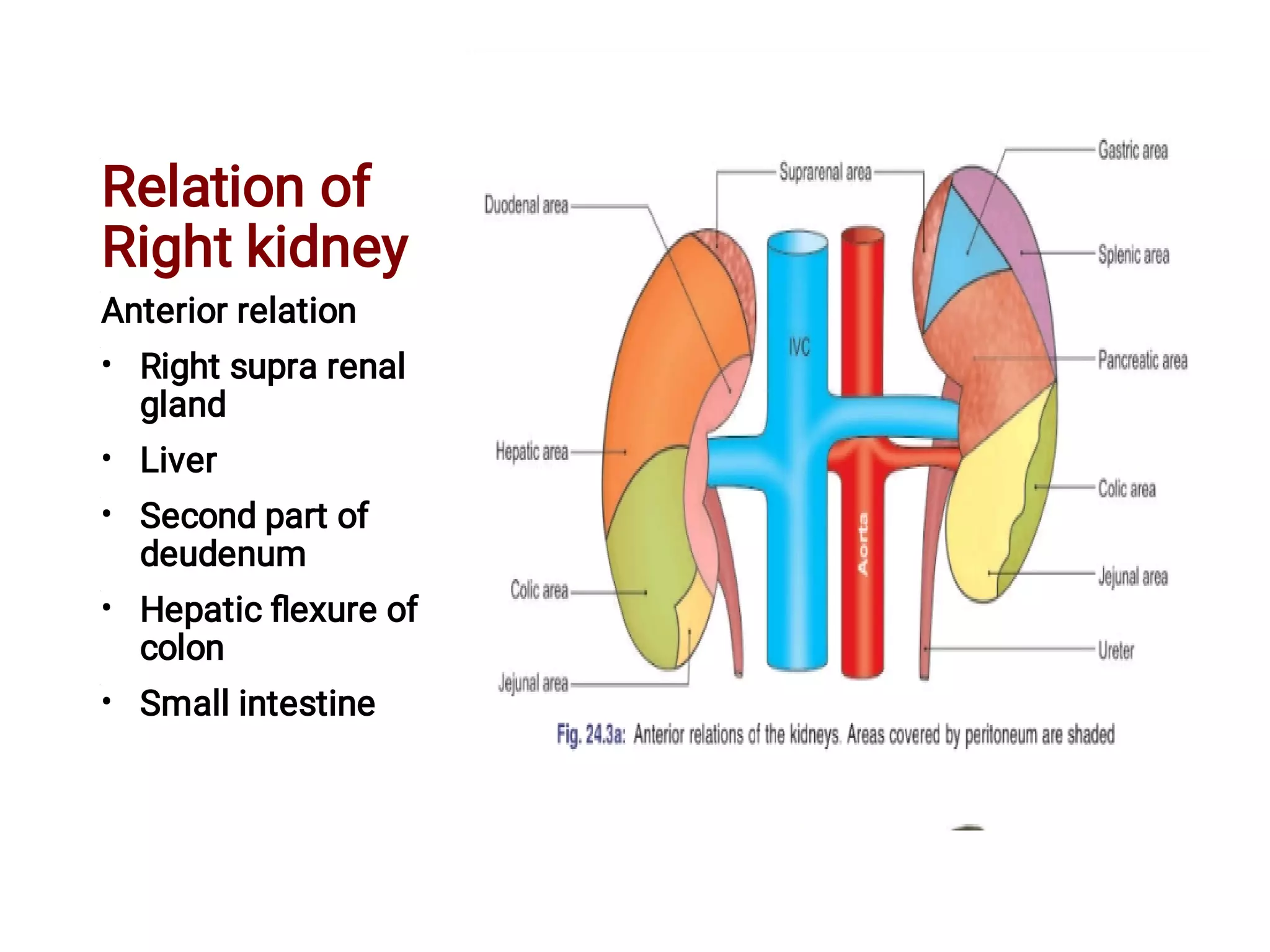 Kidney anatomy 1.pdf