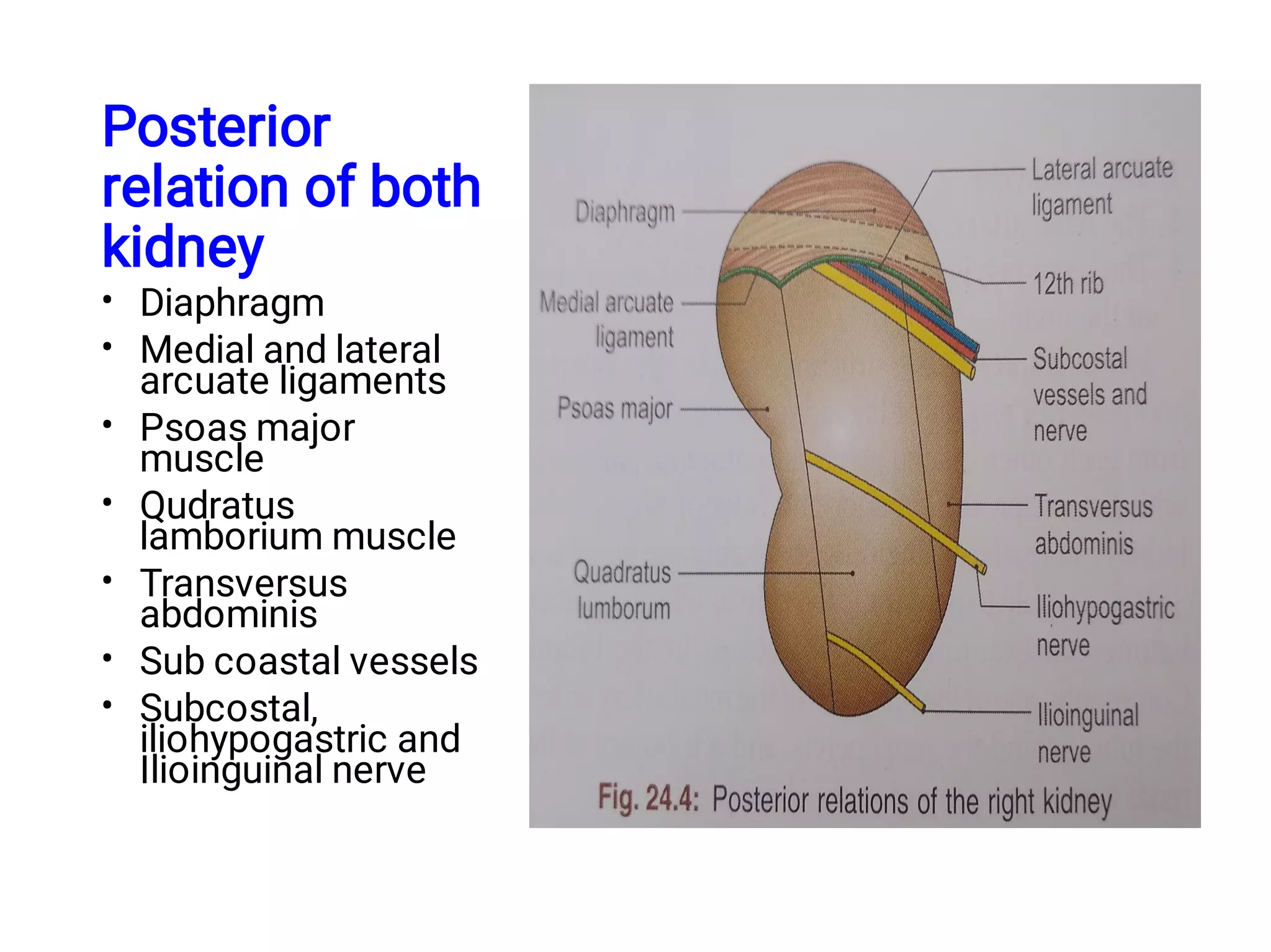 Kidney anatomy 1.pdf