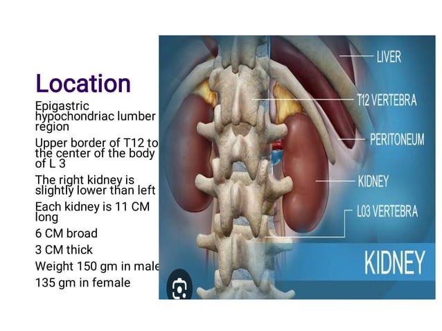 Kidney anatomy 1.pdf | Death, Injury, or Military Conflict | Sensitive ...