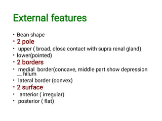 Kidney anatomy 1.pdf
