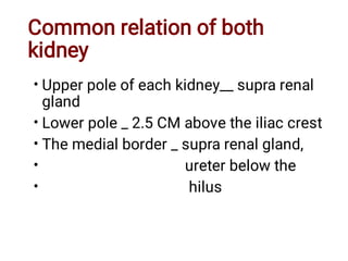 Kidney anatomy 1.pdf