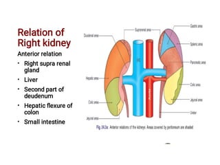 Kidney anatomy 1.pdf