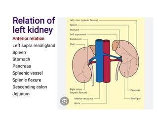 Kidney anatomy 1.pdf