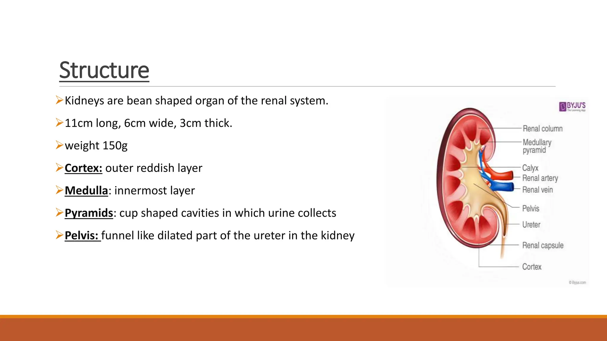 Kidney structure and function anatomy | PPTX