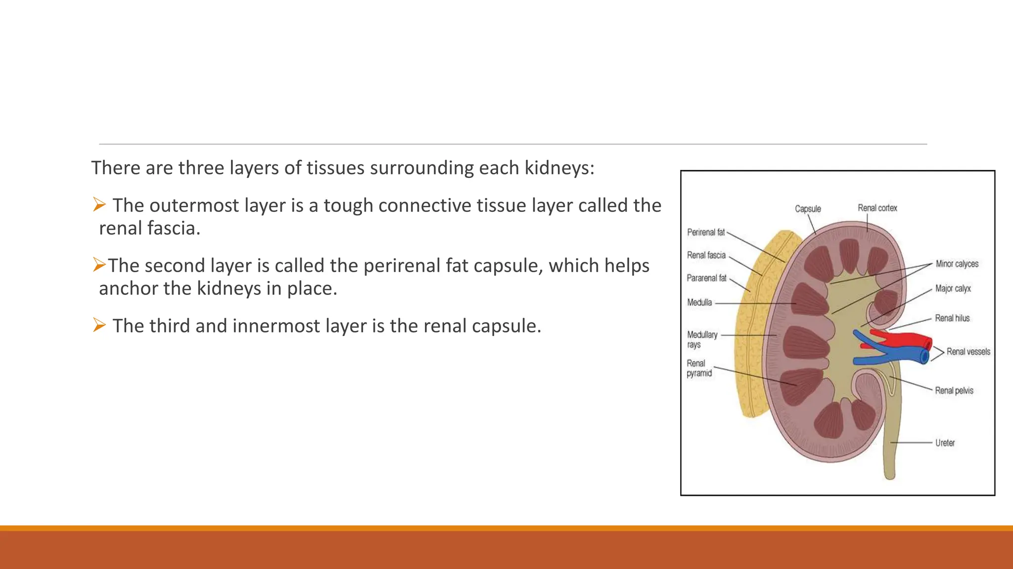 Kidney structure and function anatomy | PPTX