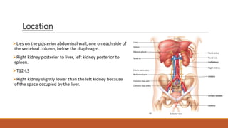 Kidney structure and function anatomy | PPTX