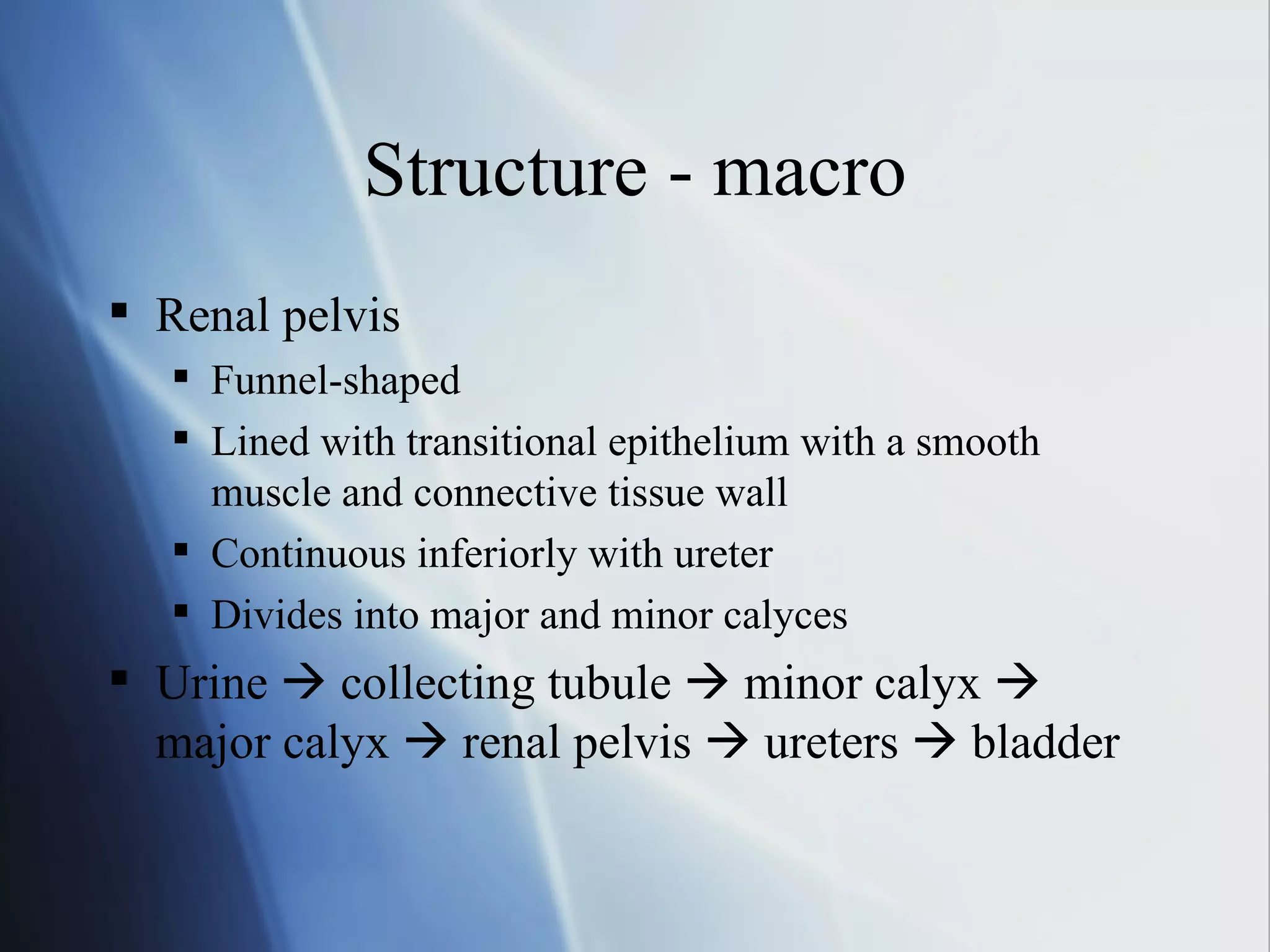 Kidney anatomy physiology | PPT