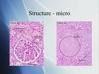 Kidney anatomy physiology | PPT