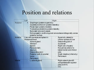 Kidney anatomy physiology | PPT