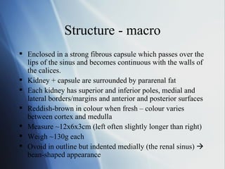 Kidney anatomy physiology | PPT