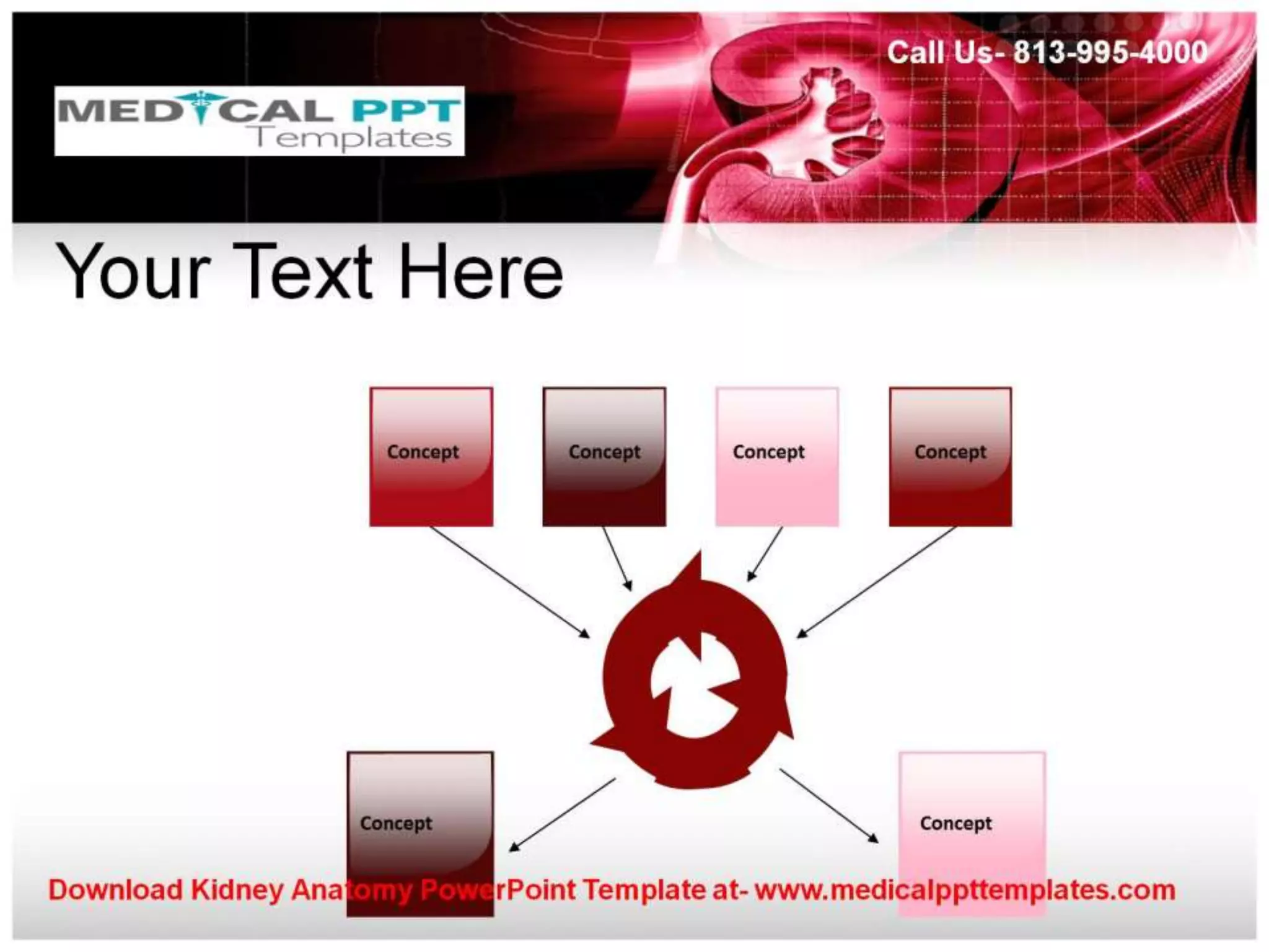 Kidney Anatomy PowerPoint Template | PPTX