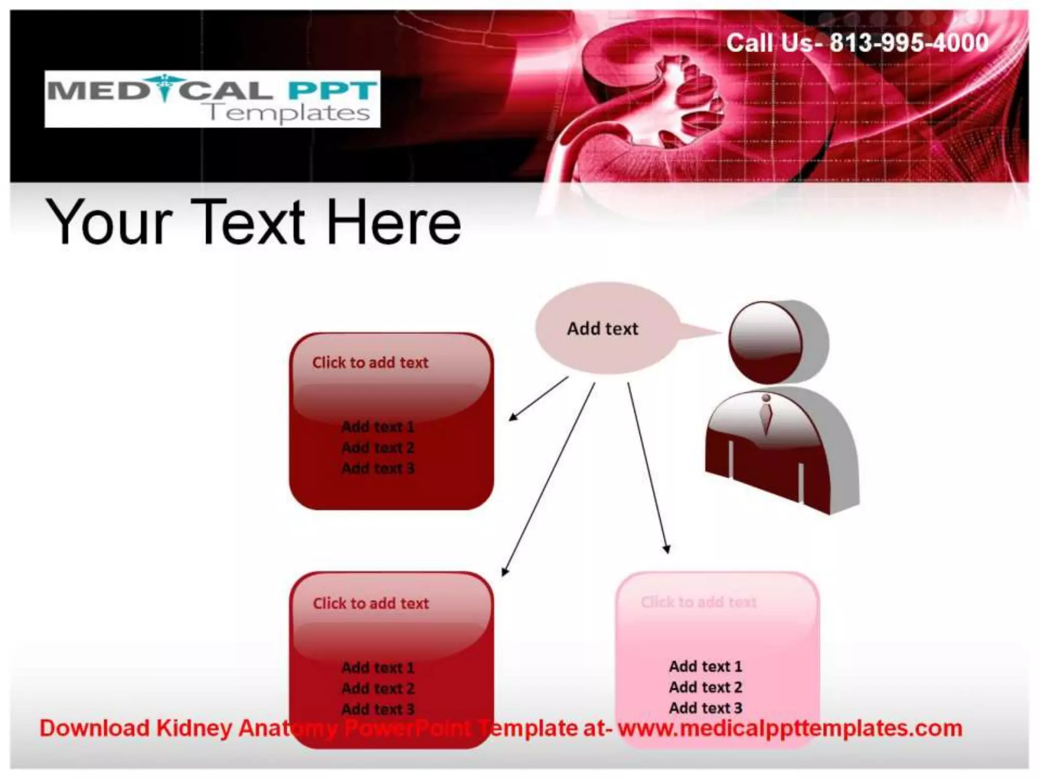 Kidney Anatomy PowerPoint Template | PPTX