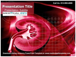 Kidney Anatomy PowerPoint Template | PPTX