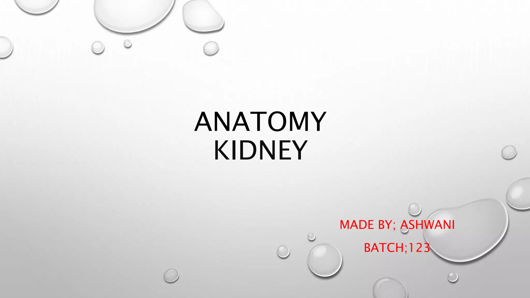 kidney anatomy ppt.pptx