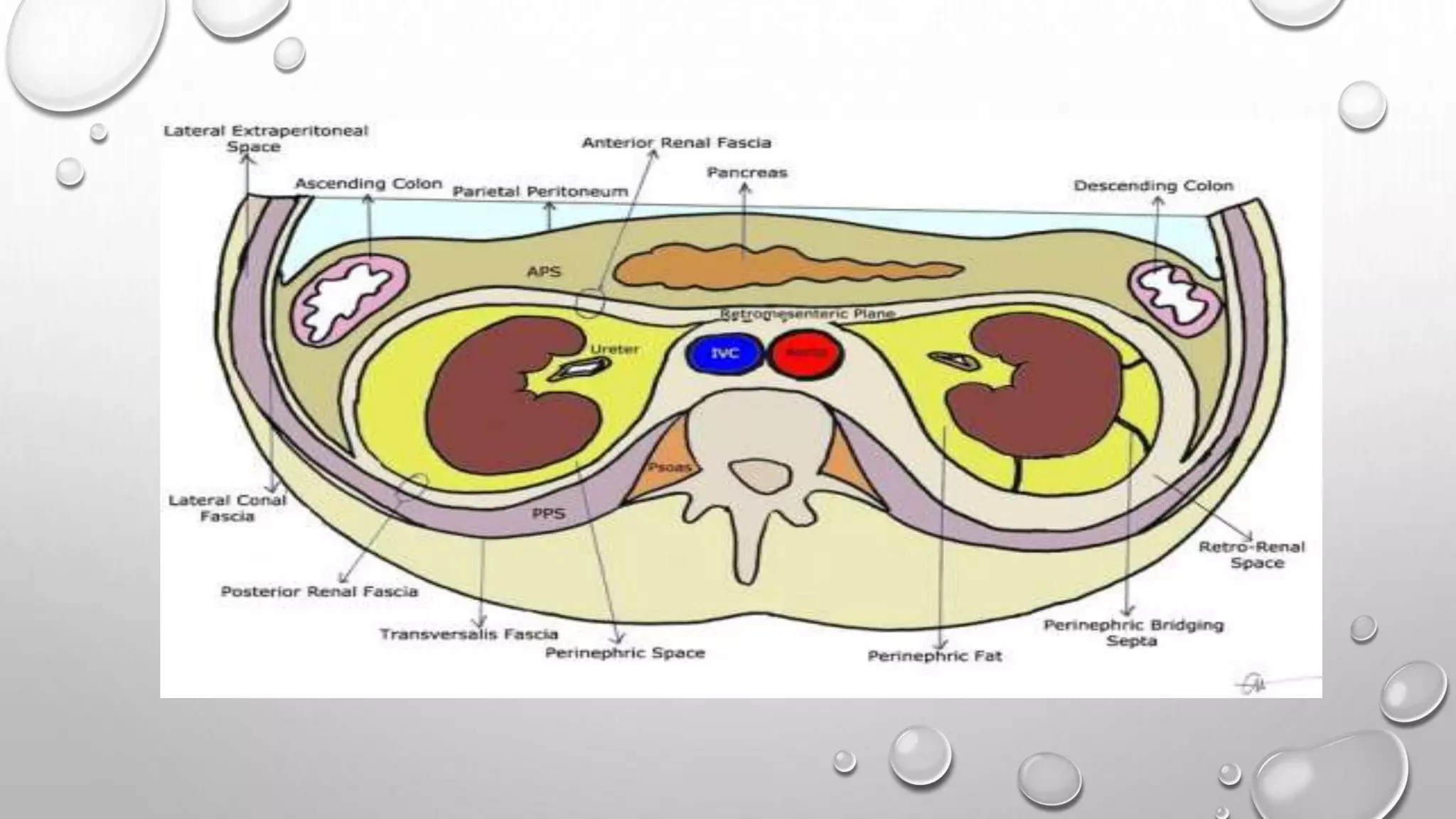 kidney anatomy ppt.pptx