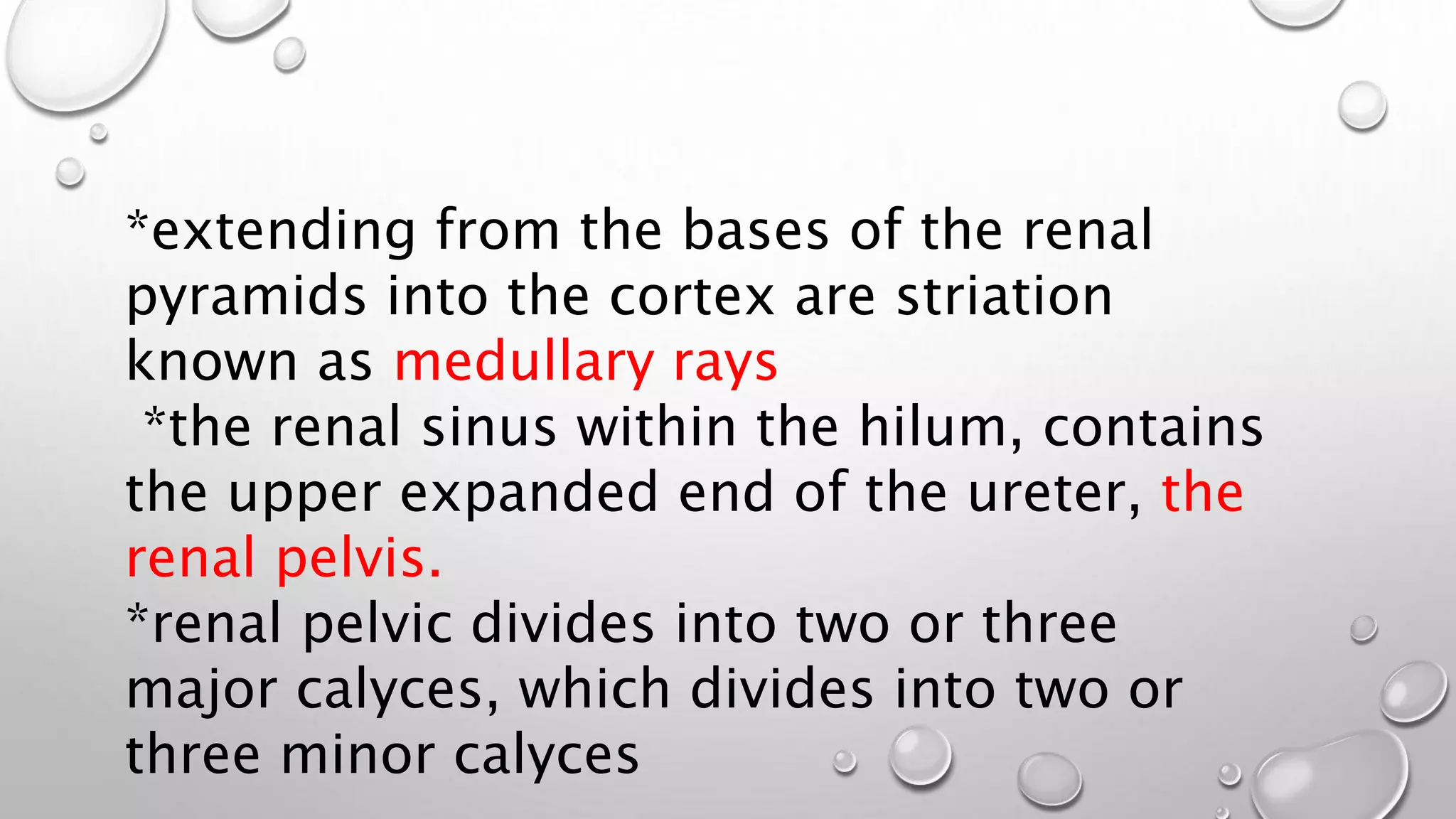 kidney anatomy ppt.pptx