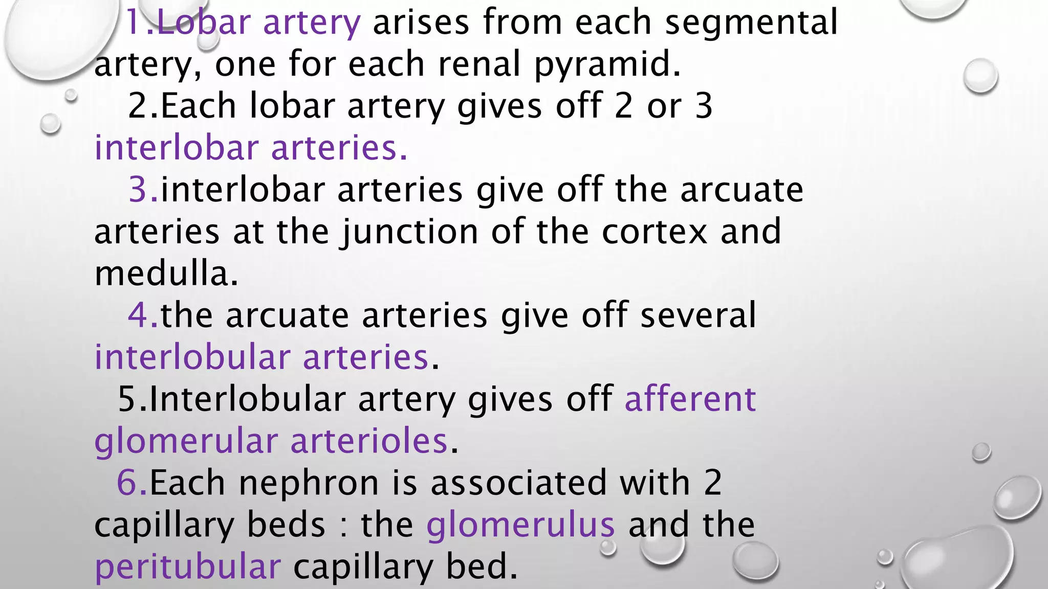 kidney anatomy ppt.pptx