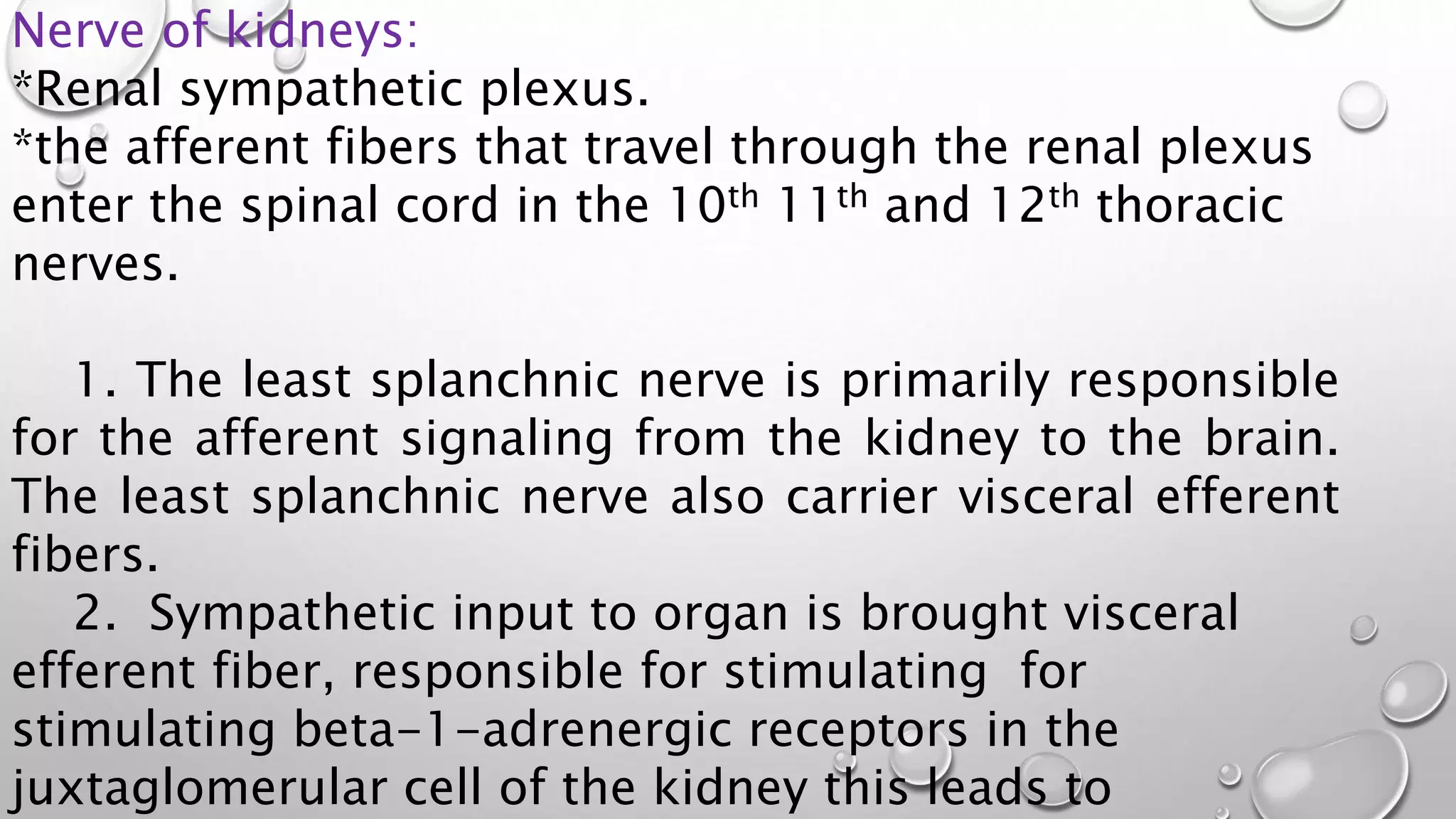 kidney anatomy ppt.pptx