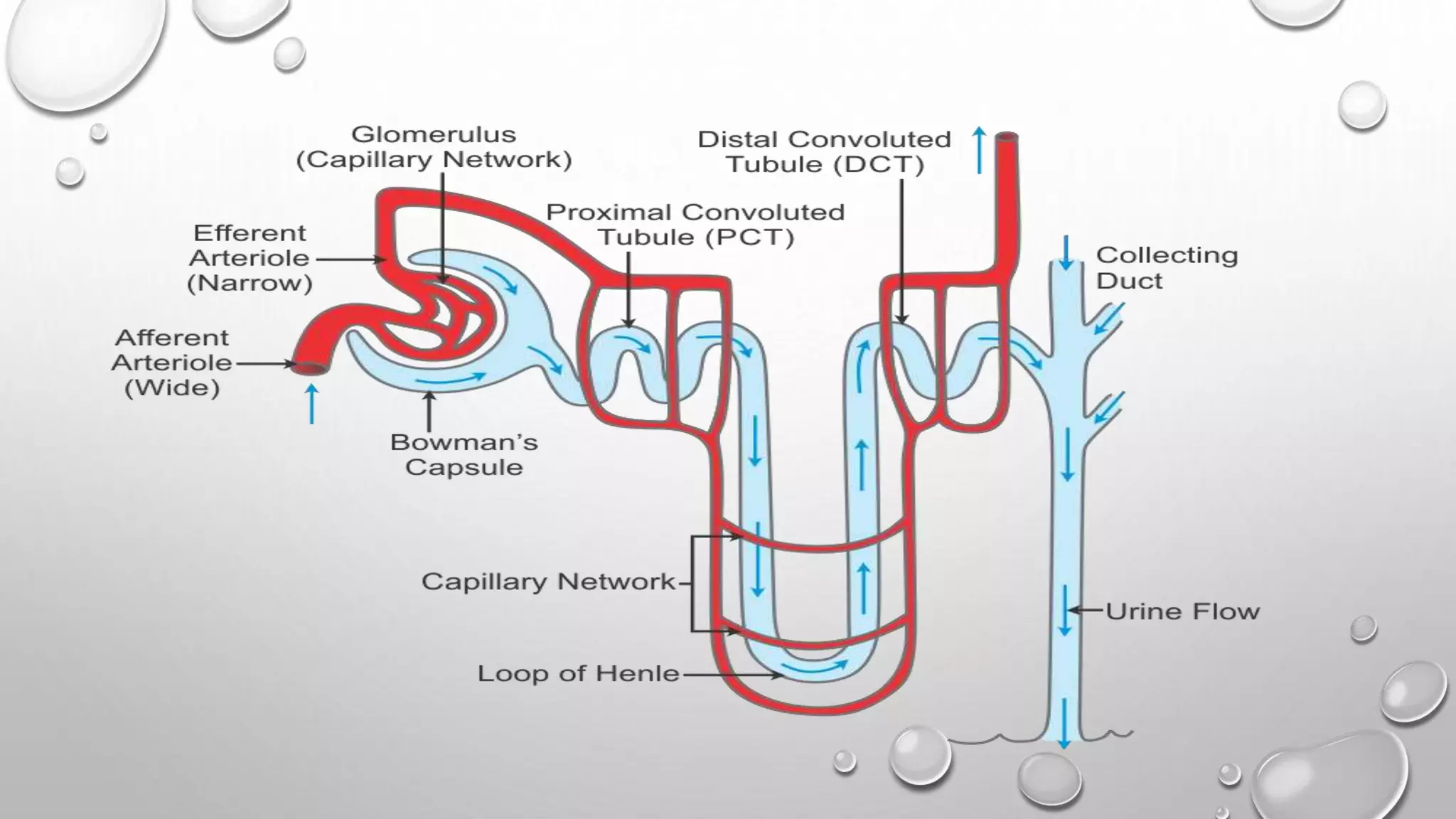 kidney anatomy ppt.pptx