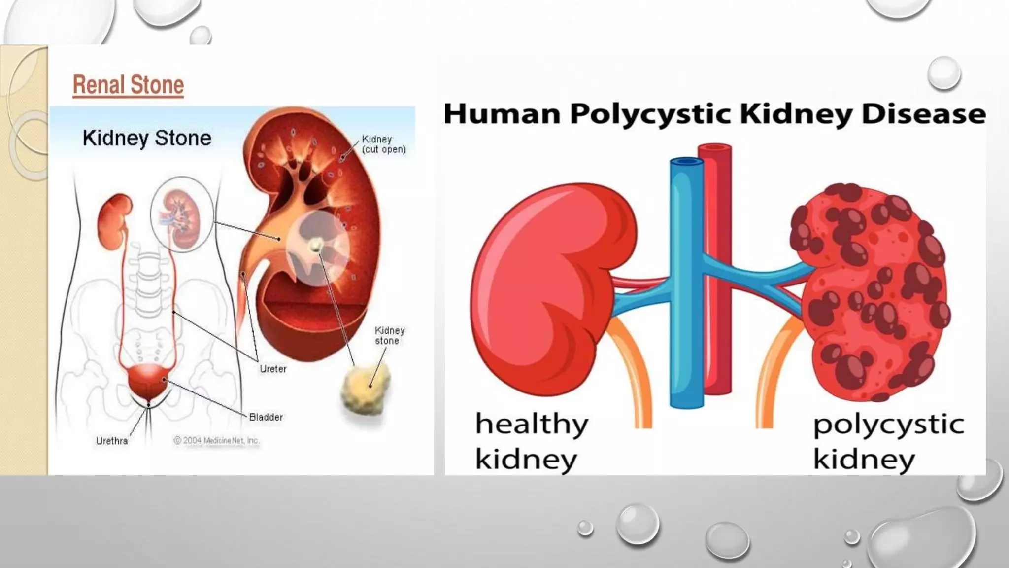 kidney anatomy ppt.pptx
