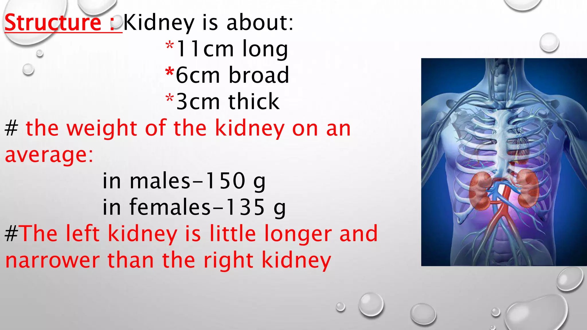 kidney anatomy ppt.pptx
