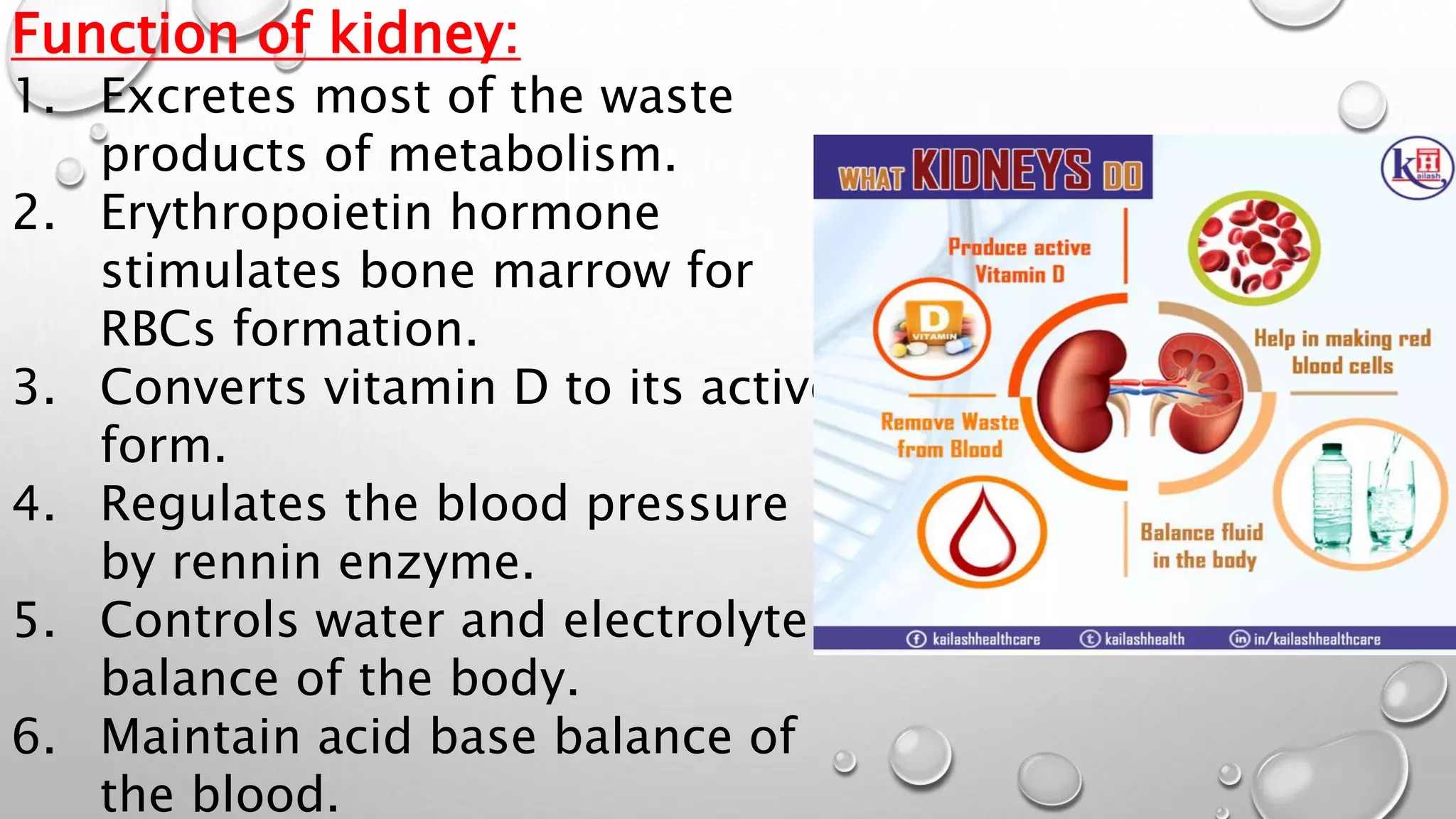 kidney anatomy ppt.pptx