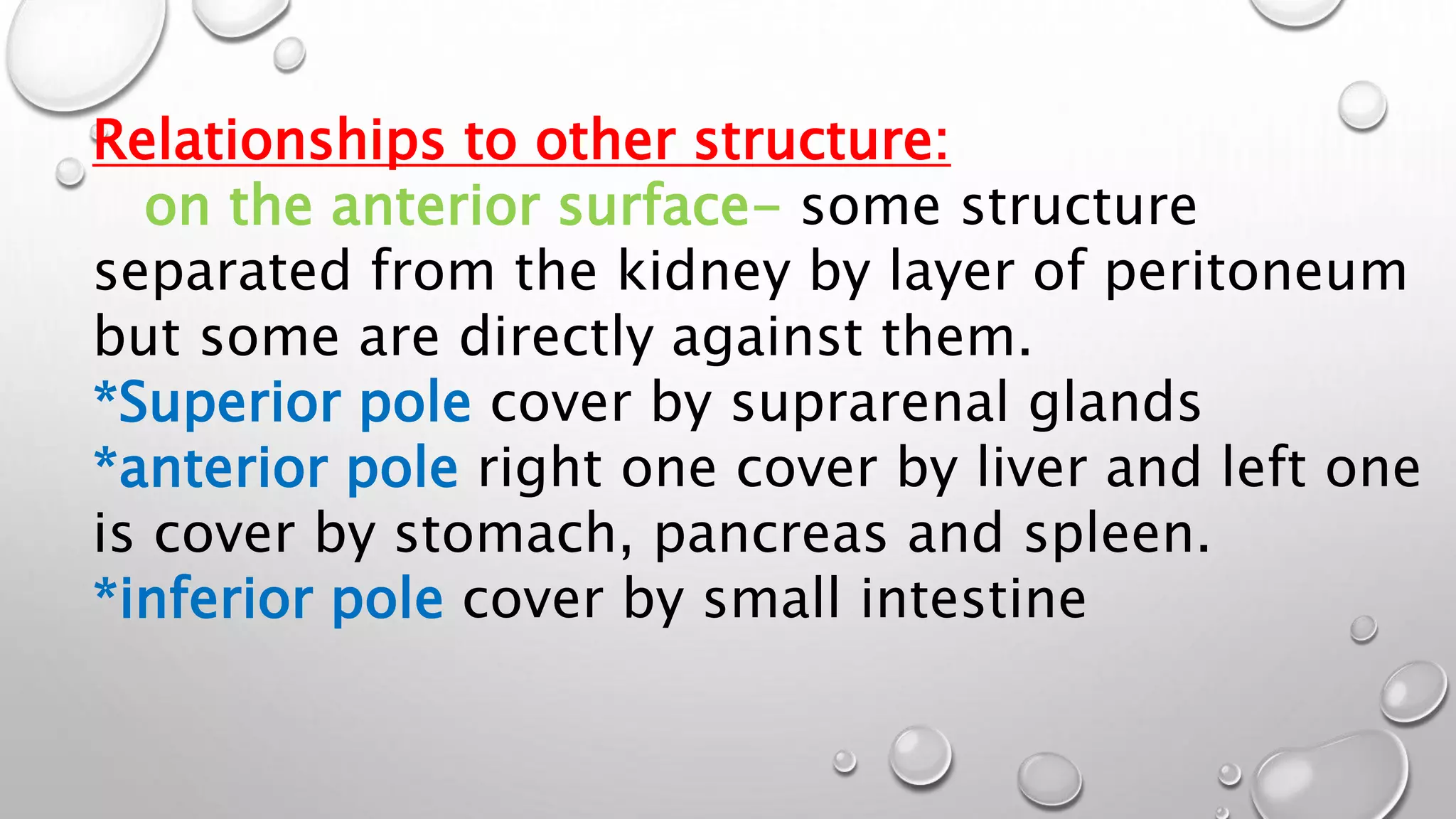 kidney anatomy ppt.pptx