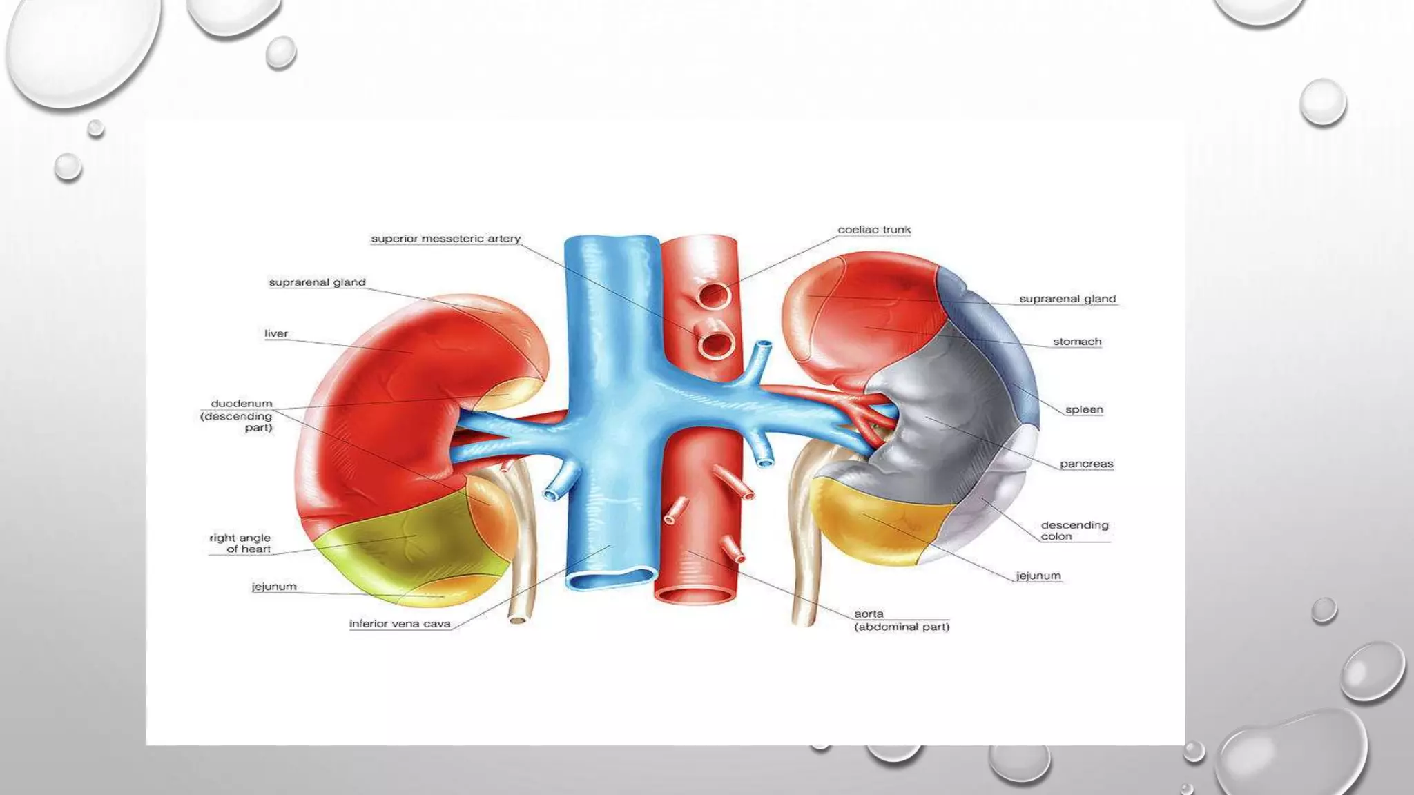 kidney anatomy ppt.pptx