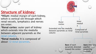 kidney anatomy ppt.pptx