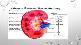 kidney anatomy ppt.pptx | Chemistry | Science