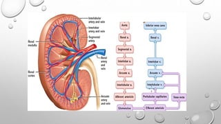 kidney anatomy ppt.pptx