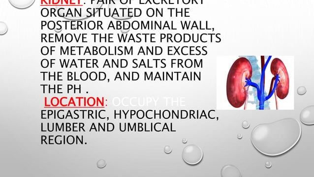 kidney anatomy ppt.pptx
