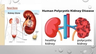 kidney anatomy ppt.pptx