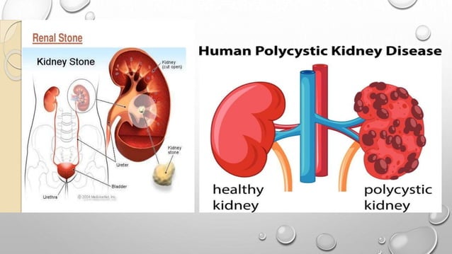 kidney anatomy ppt.pptx