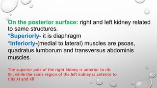 kidney anatomy ppt.pptx