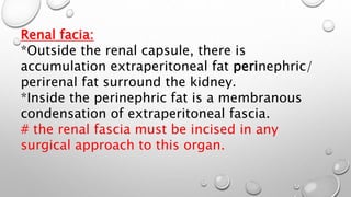 kidney anatomy ppt.pptx