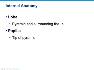 Kidney anat online | PPT