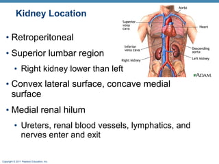 Kidney anat online | PPT
