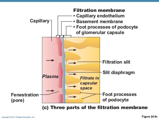 Kidney anat online