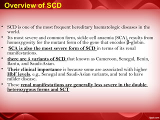 Kidney and scd | PPT | Blood Disorders | Diseases and Conditions