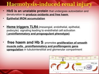 Kidney and scd | PPT
