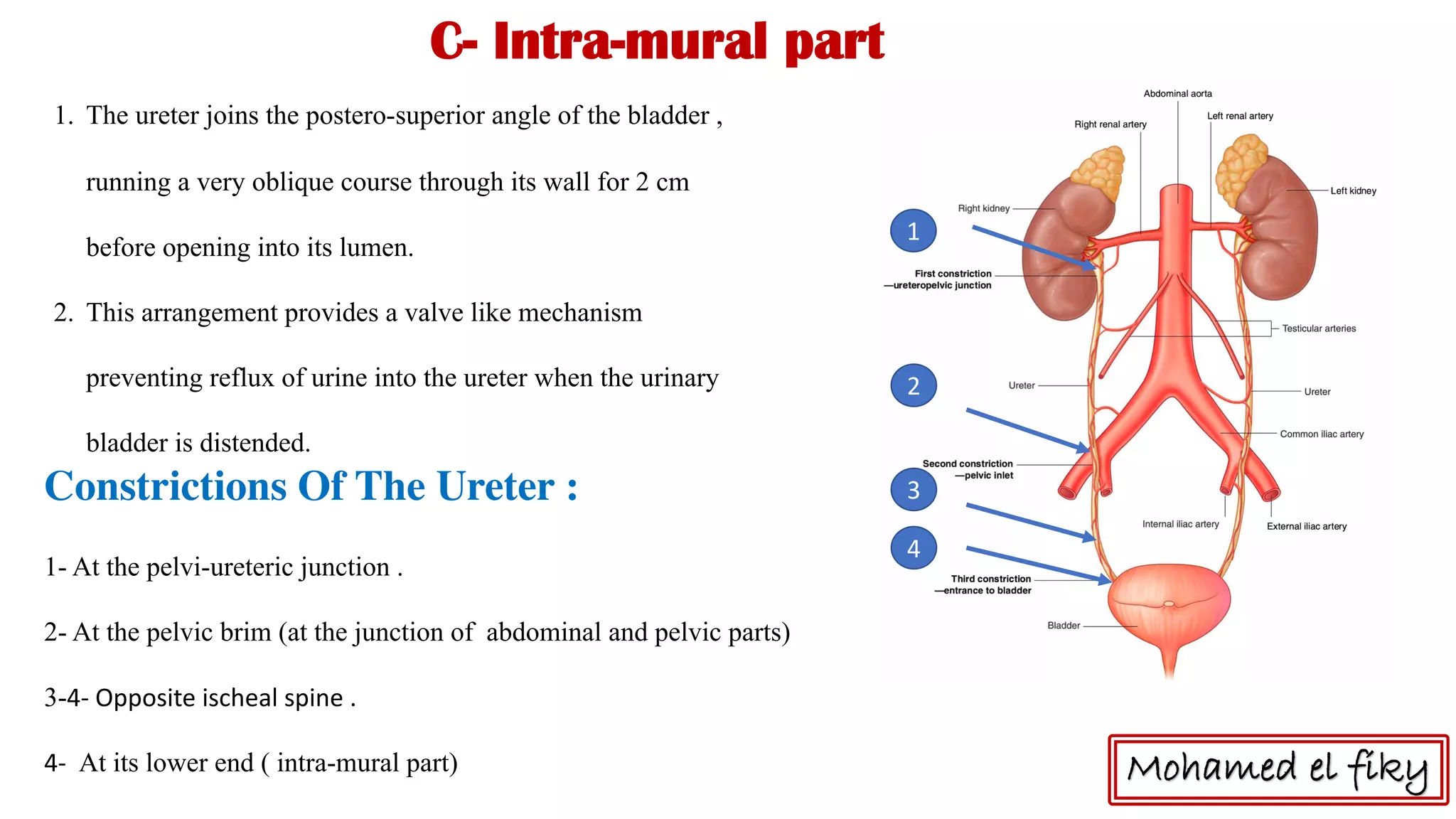 anatomy of Kidney and suprarenal gland | PDF