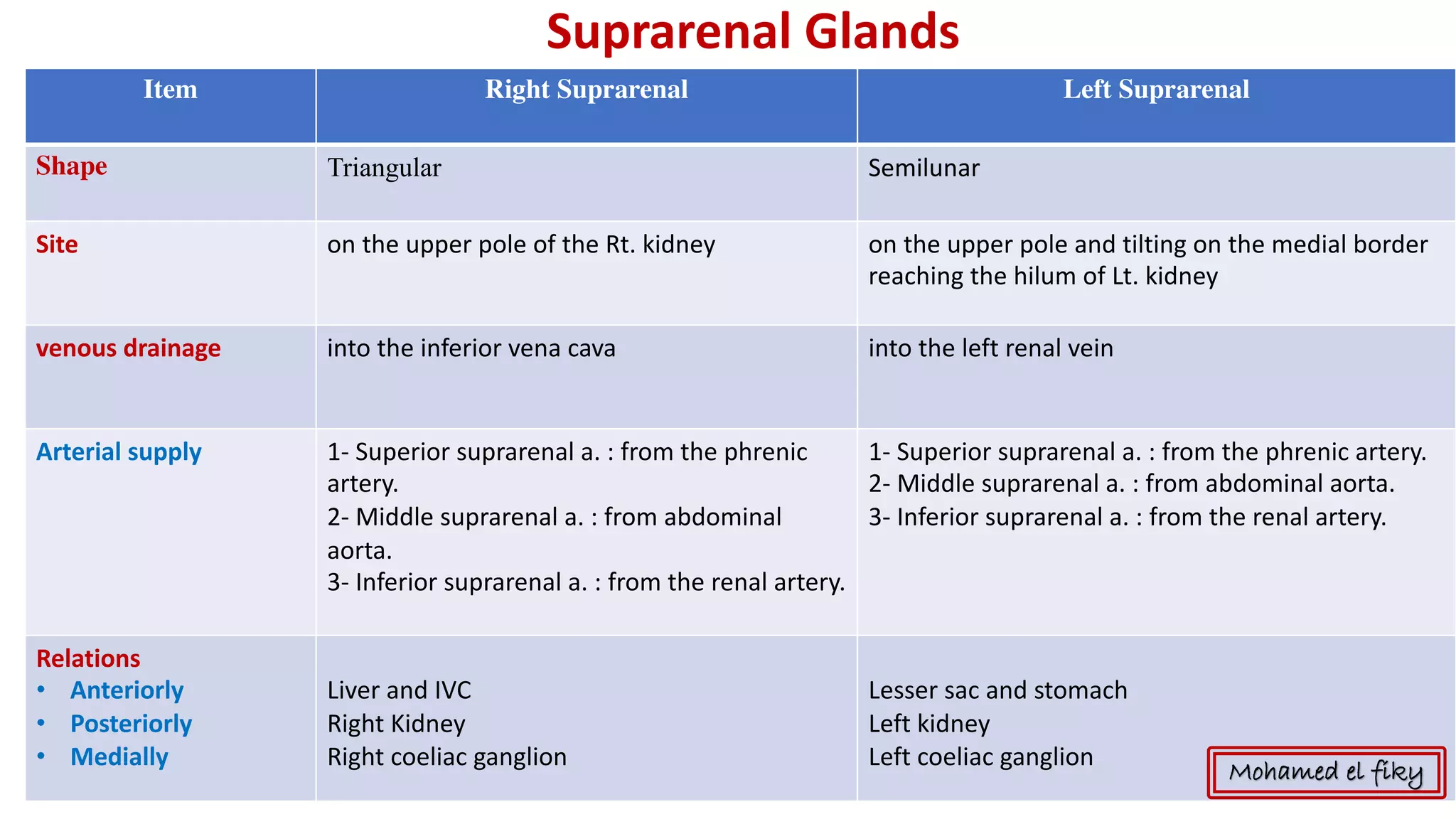 anatomy of Kidney and suprarenal gland | PDF