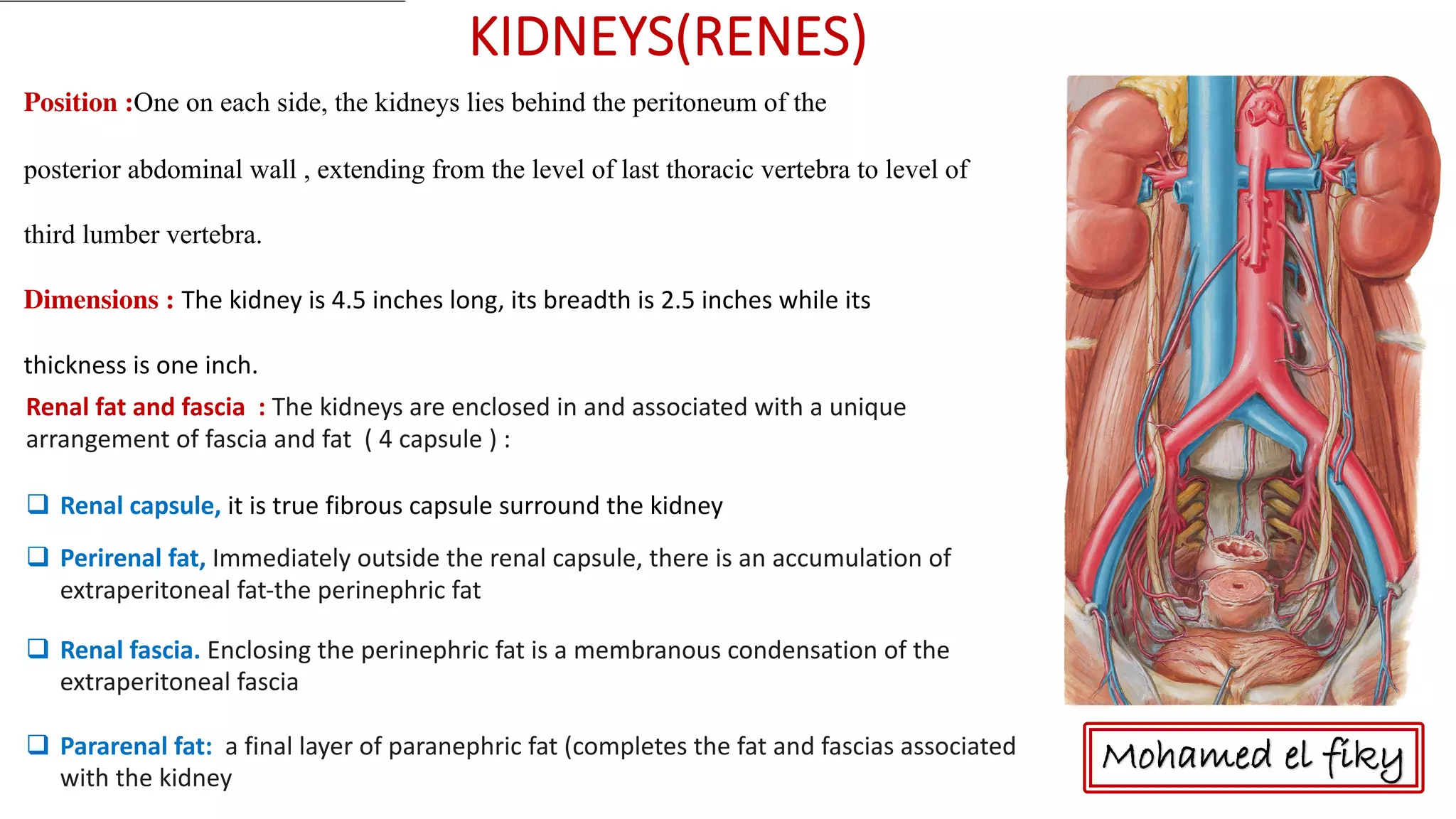anatomy of Kidney and suprarenal gland | PDF