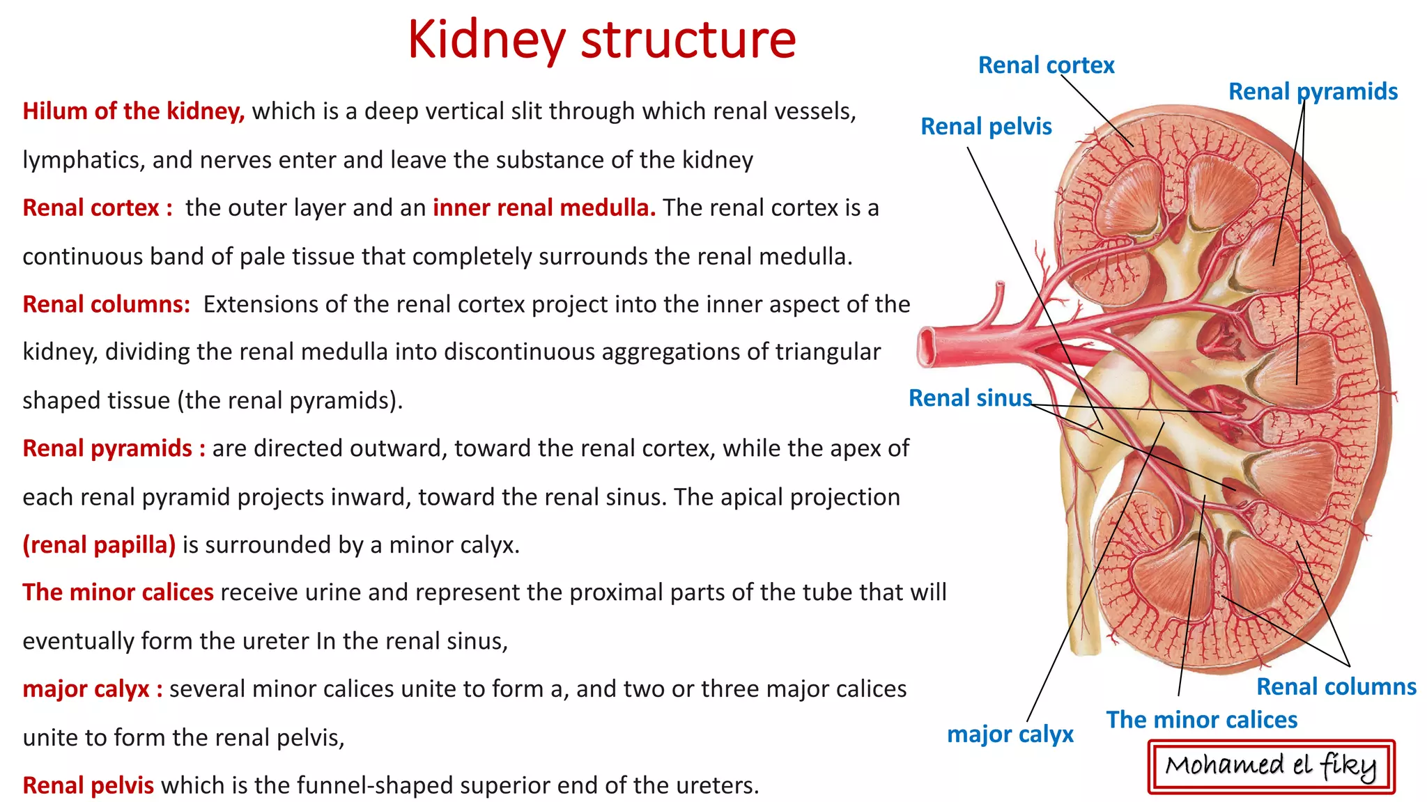anatomy of Kidney and suprarenal gland | PDF