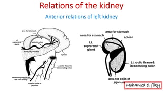 anatomy of Kidney and suprarenal gland | PDF