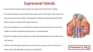 anatomy of Kidney and suprarenal gland | PDF