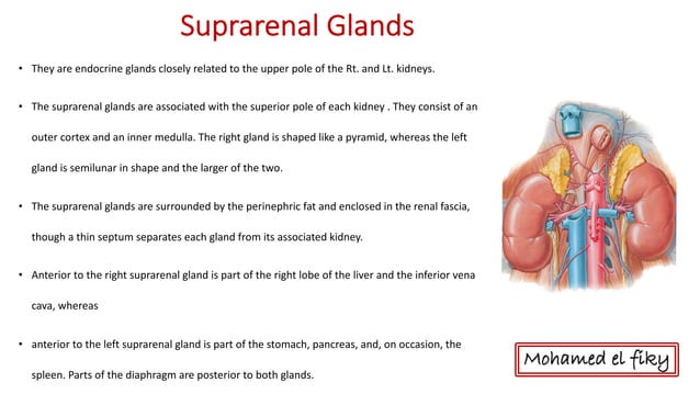 anatomy of Kidney and suprarenal gland | PDF
