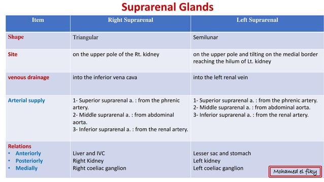 anatomy of Kidney and suprarenal gland | PDF