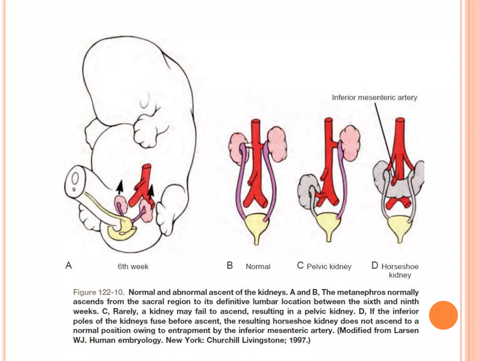 surgical anatomy of kidney and ureter | PPTX